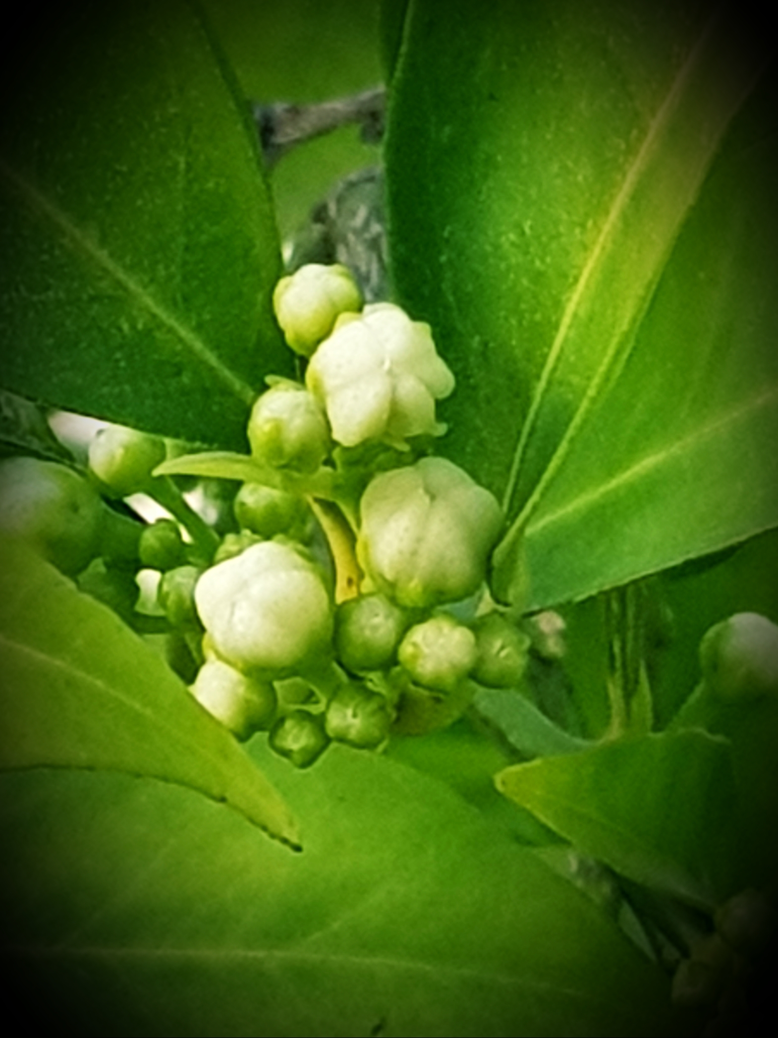 #WordlessWednesday ‘Orange Blossom’ #Haiku – Rereading Jane Eyre