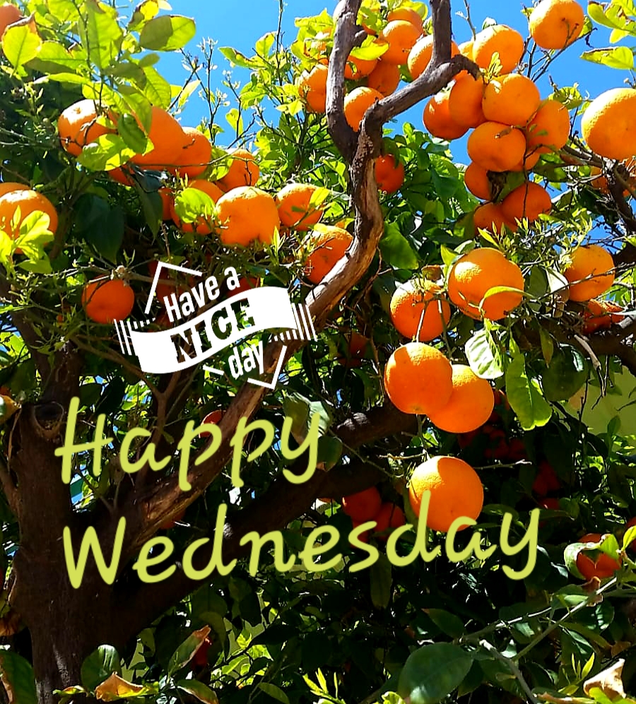 #WordlessWednesday ‘Orange Blossom’ #Haiku – Rereading Jane Eyre