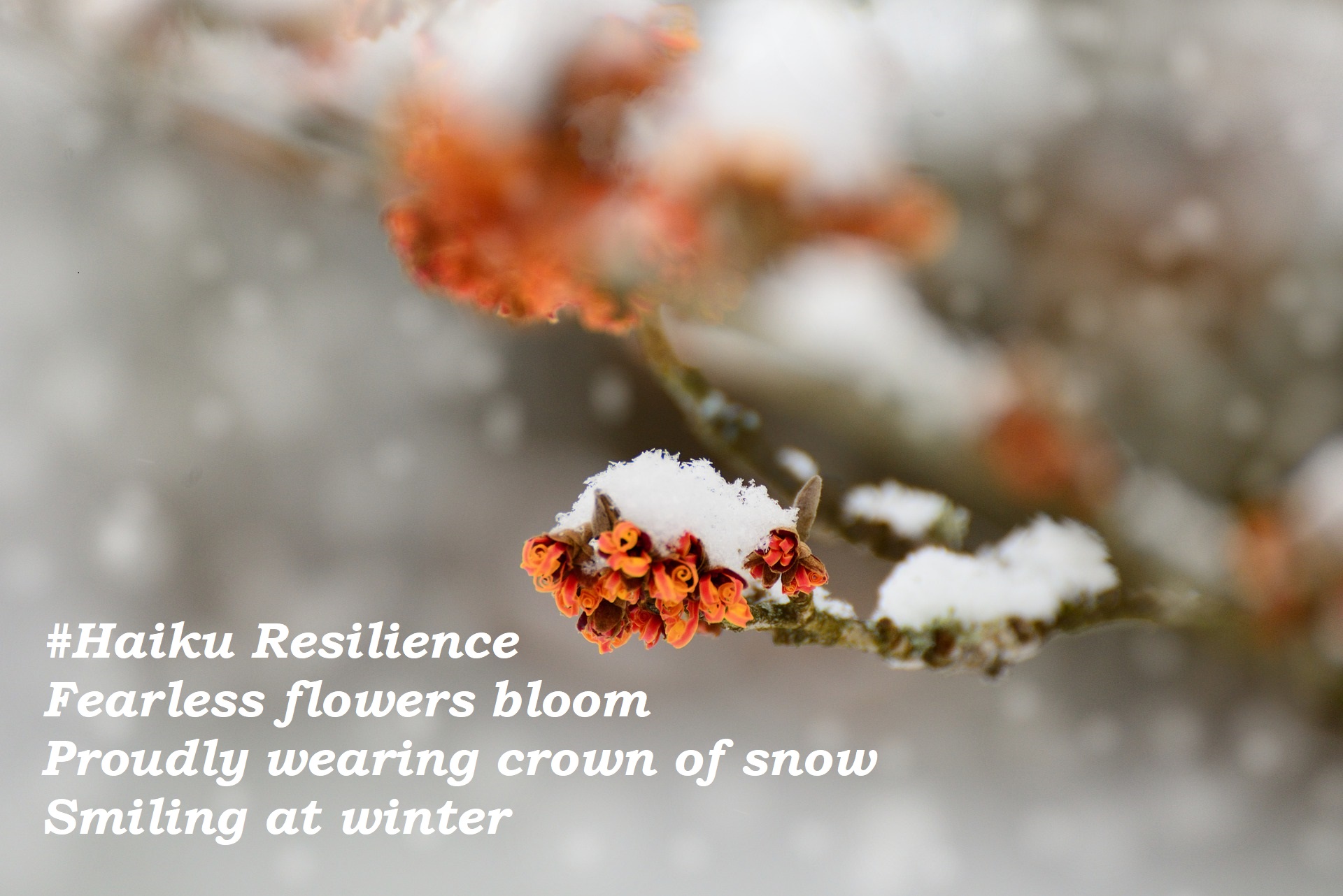 #Haiku ‘Resilience’ #ThursdayPhotoThoughts #January2021 – Rereading ...